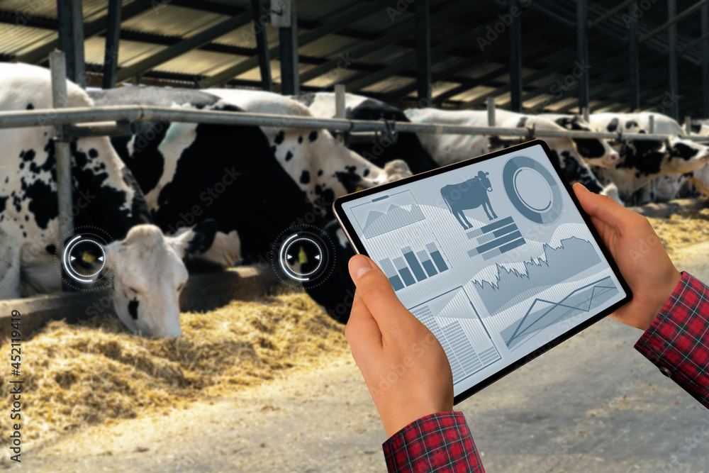 Farmer with tablet computer inspects cows at a dairy farm. Herd ...