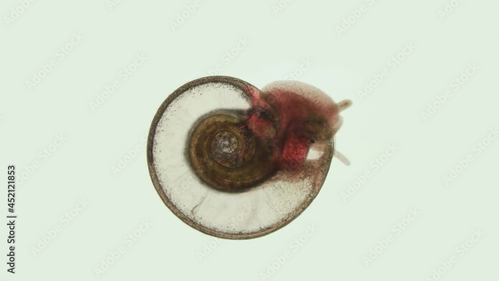 Snail Family Planorbidae under microscope, order Pulmonata. Possibly ...