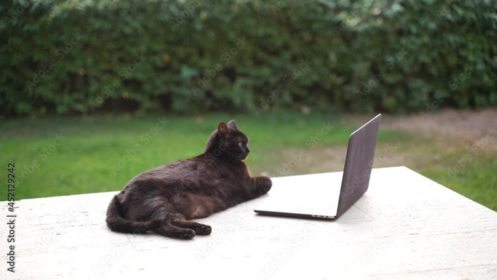 Funny black cat chilling on the terrace with a laptop. Serious fat cat ...