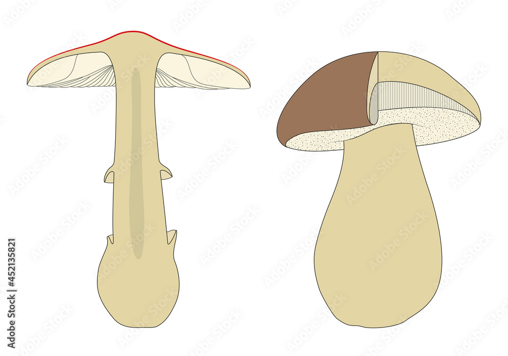 Identifying mushrooms requires a basic understanding of their ...