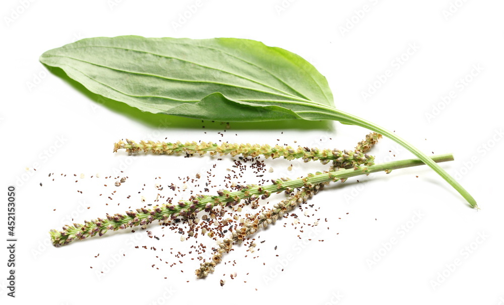 Fresh plantain flower and leaf, Plantago major isolated on white ...