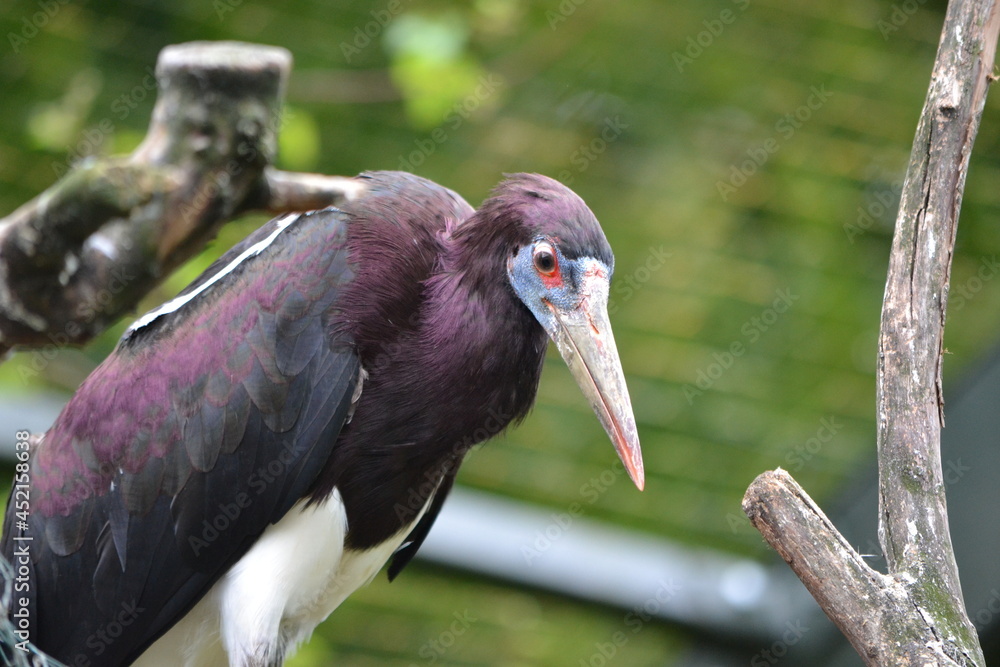 zoo, tier, affe, ganz, vofel, makak, wild lebende tiere, baby ...