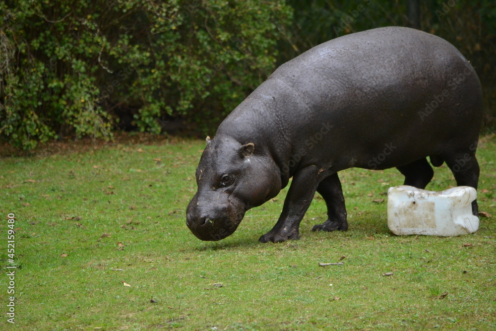 tier, bulle, säugetier, flusspferd, flusspferd, wild, natur, wild ...