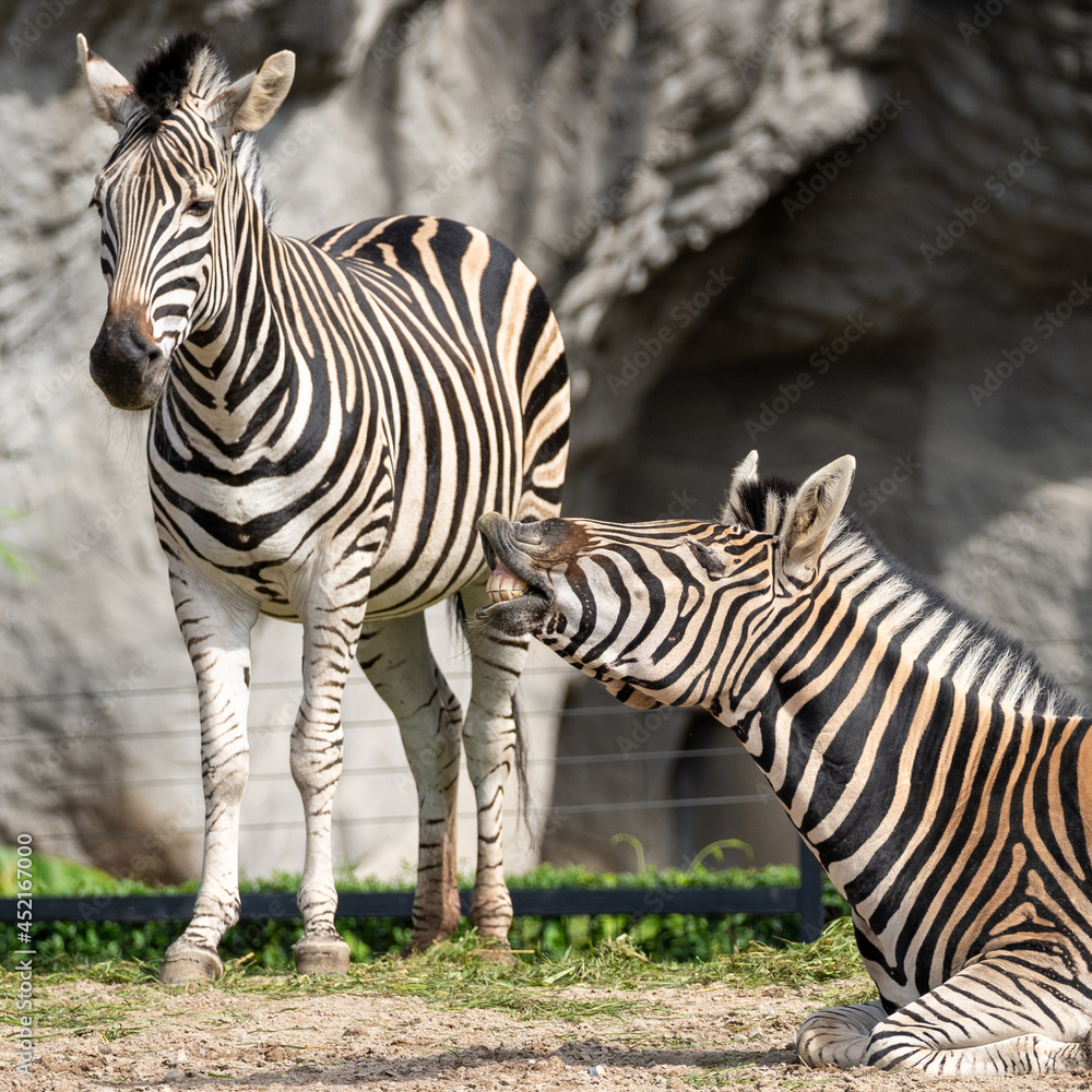 Zebra zeigt Zähne Stock Photo | Adobe Stock