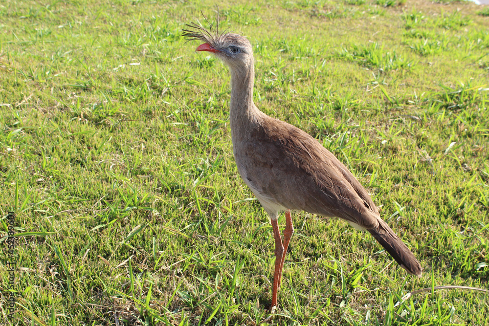 Red-legged Seriema or Crested Cariama, Cariama Cristata, bird in ...