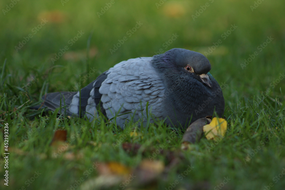 Obese Pigeon
