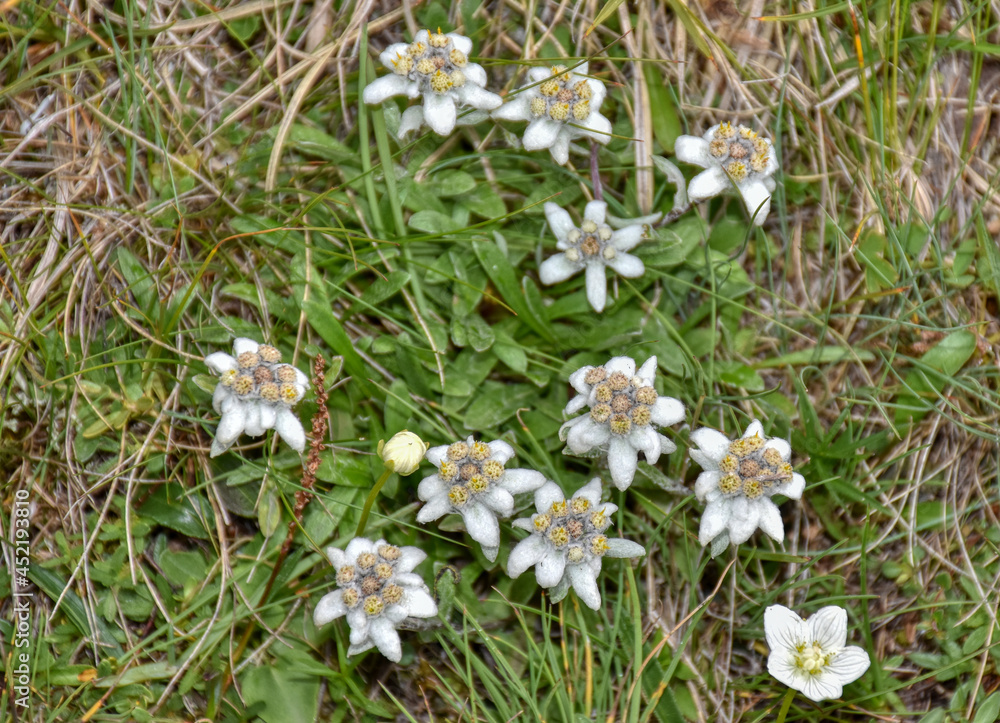Edelweiß, Blume, Hochgebirge, Leontopodium nivale, Korbblütler, Alpen ...