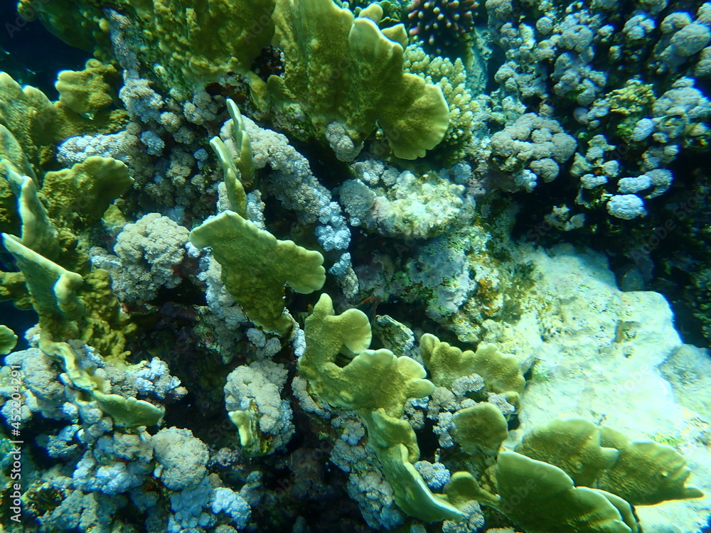 Stunning undersea coral reef view, Red Sea, Egypt, Sharm El Sheikh ...