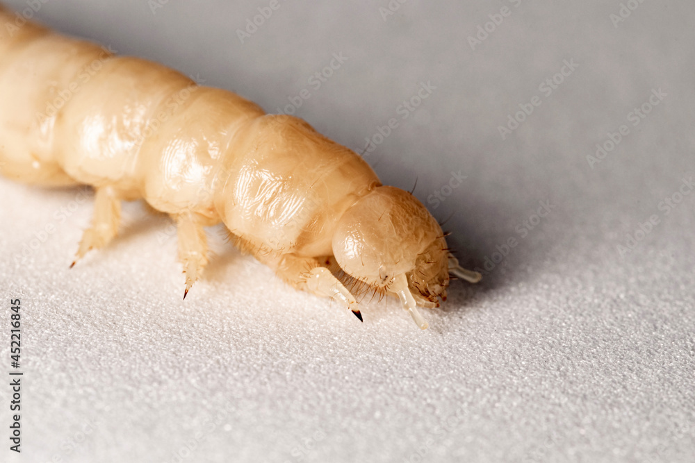 Insect larva after moulting. White larva without the hit carapace. Wood ...