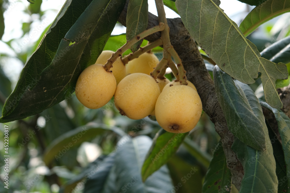 The golden loquat fruit hangs on the branches of the loquat tree Stock ...