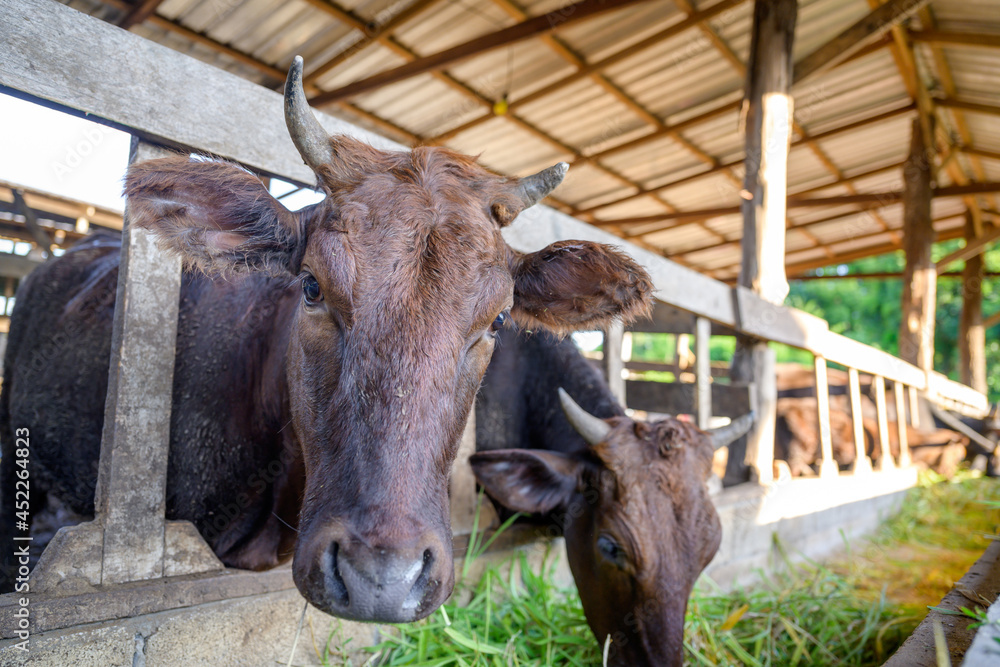 Raising wagyu cows in an industrial farming farm. Concept: raising ...
