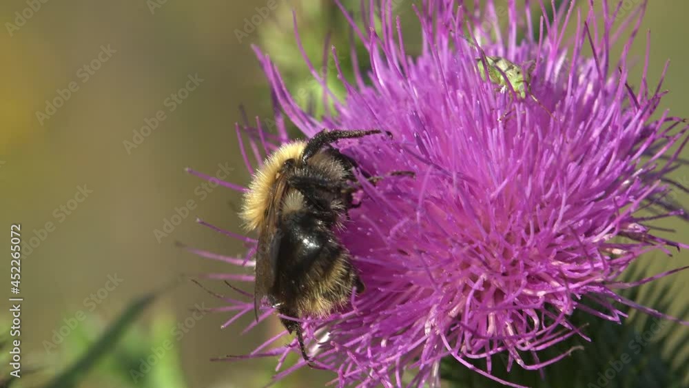 One bumblebee (bumble bee, bumble-bee, humble-bee in genus Bombus, part ...