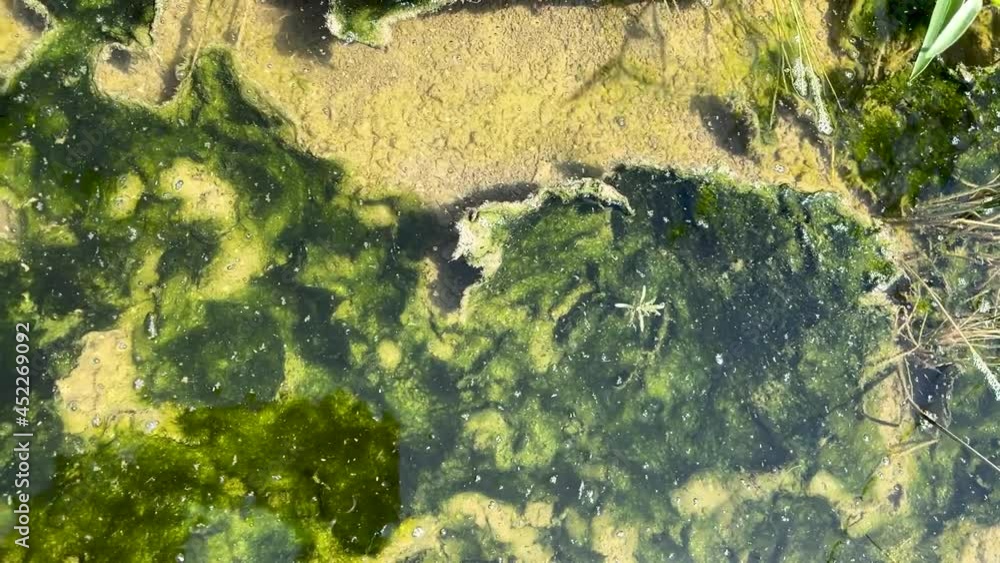 Top view of the green puddle water surface. Algae bloom in the water ...