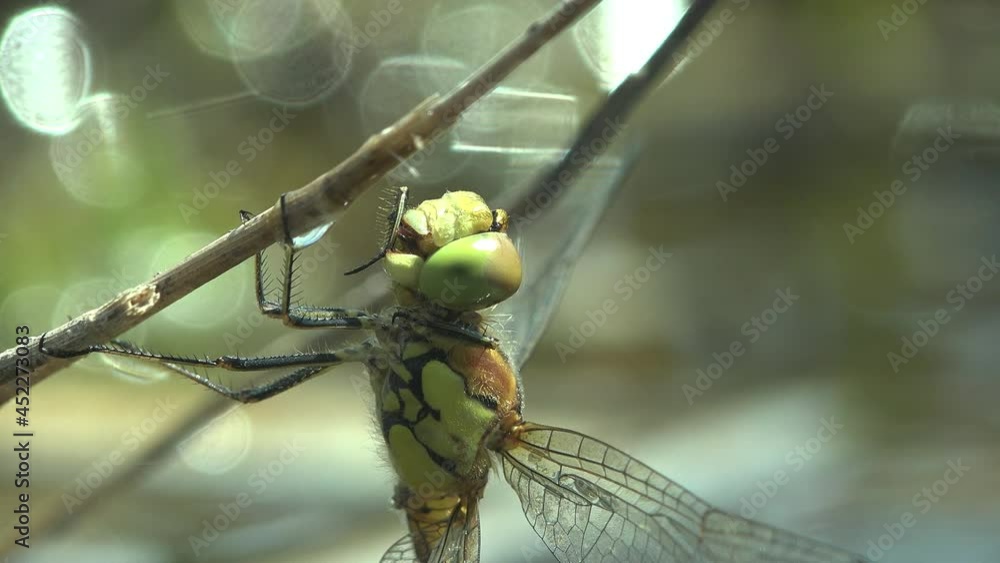 Portrait Dragonfly, dries and cleans after transformation birth, order ...