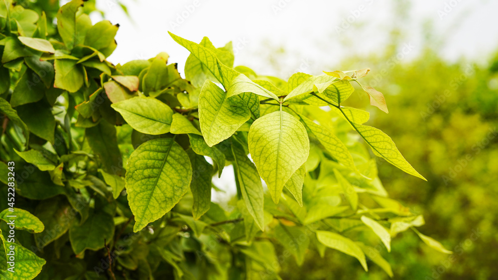 Aegle marmelos or Bael is the most ancient sacred tree in India. Mostly ...
