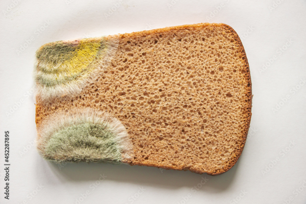 beautiful mold on a piece of bread. Background is white Stock Photo ...