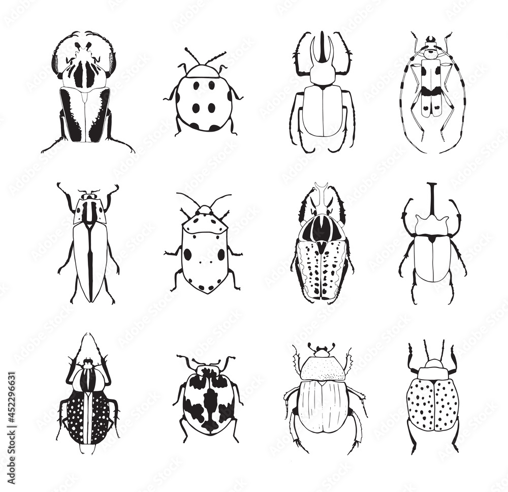 Vector illustration. Drawing of bugs. Stock Vector | Adobe Stock