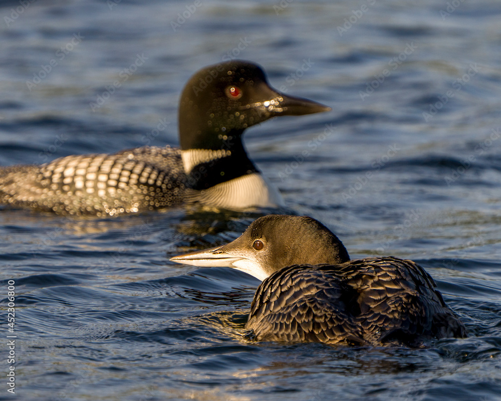 Common Loon Stock Photo. Common Loon and young loon close-up profile ...