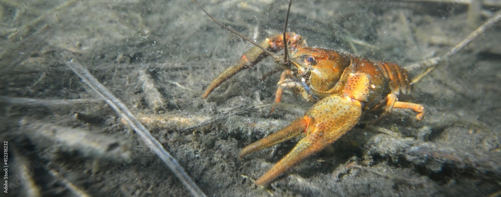 Crayfish Habitat