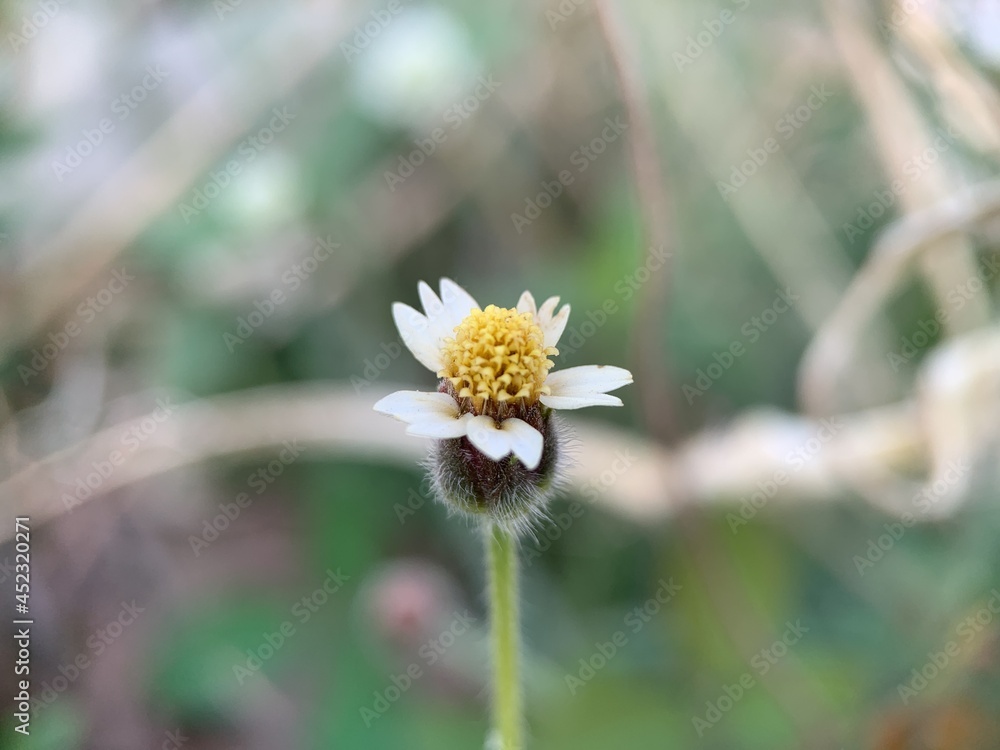 This tiny white flower is Symphyotrichum pilosum, commonly called the ...