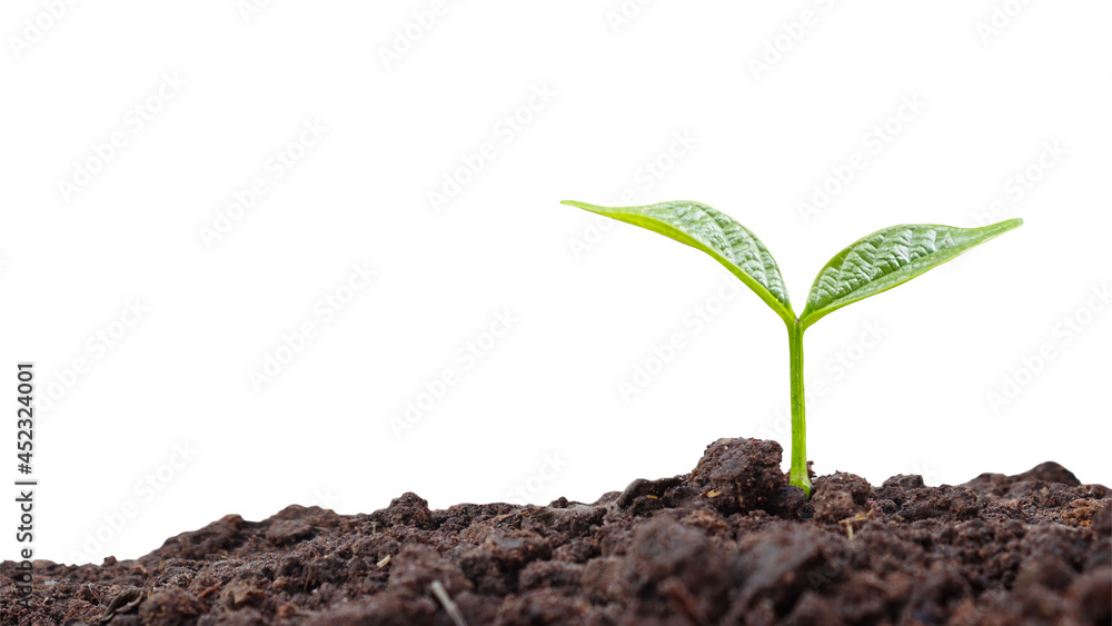 Plant growth concept with trees growing from soil on white background ...