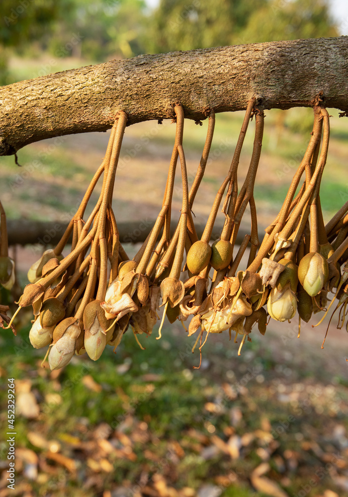 Durian Trees with its distinctive flowers and fruits smelly fruits ...