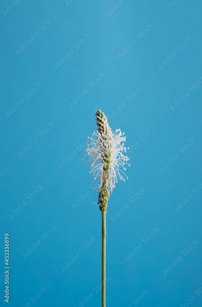 flower Plantago psyllium on a blue background close-up. Plantain is a ...