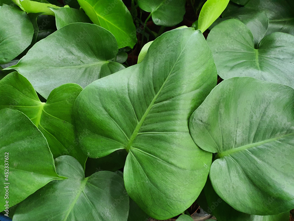 Monstera Deliciosa is a popular ornamental plant among florists. and ...