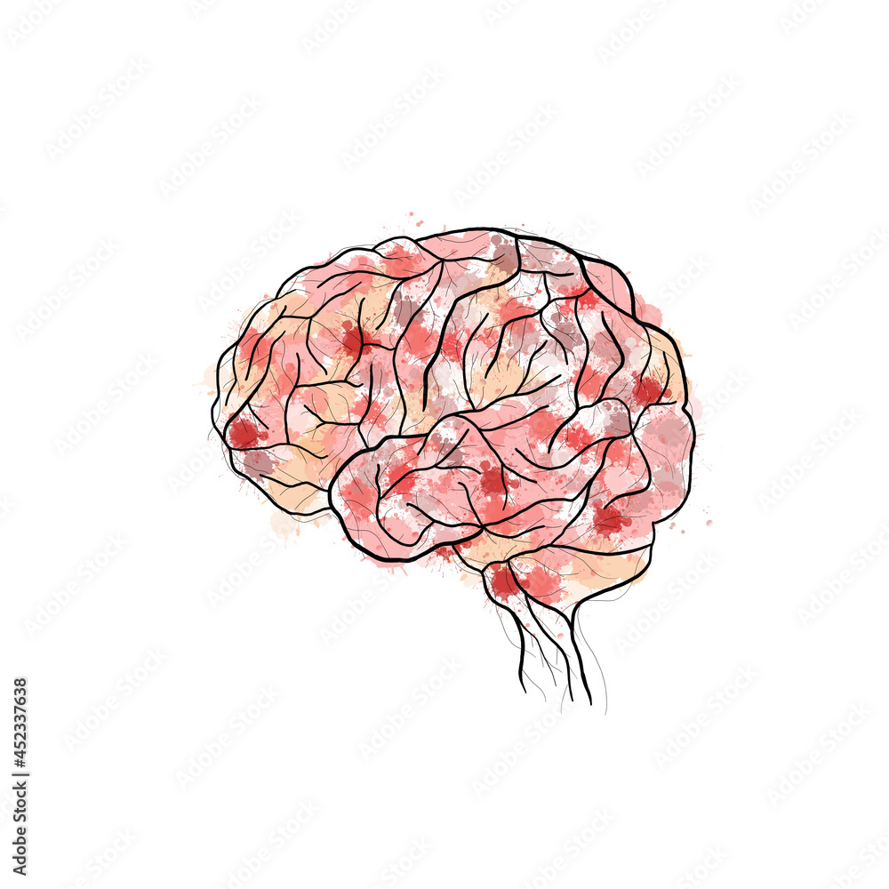 The Human brain anatomy conceptual line art watercolor paint splatter ...