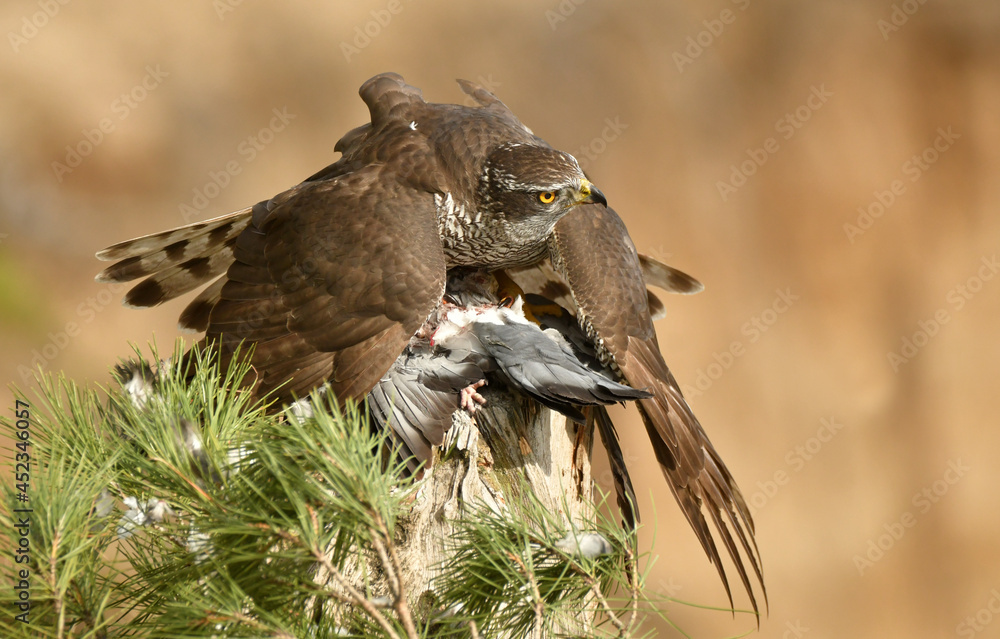 Azor adulto en el bosque Stock Photo | Adobe Stock