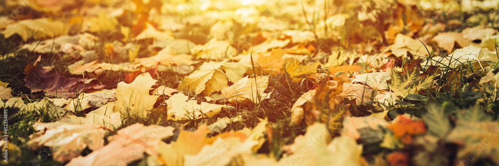 autumn fallen leaves of a maple tree on the ground on the green grass ...