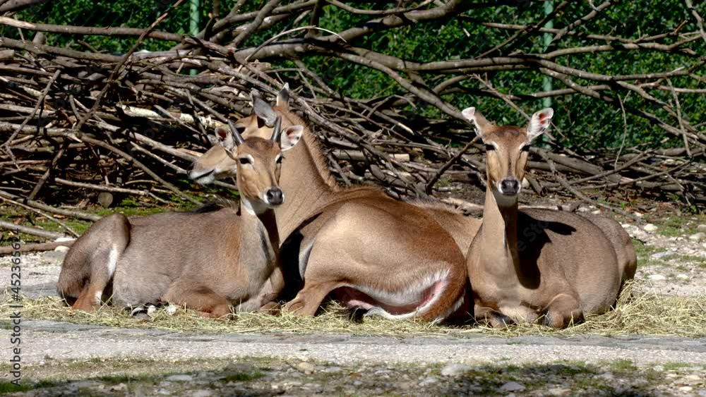 The nilgai or blue cow. Boselaphus tragocamelus is the largest Asian ...
