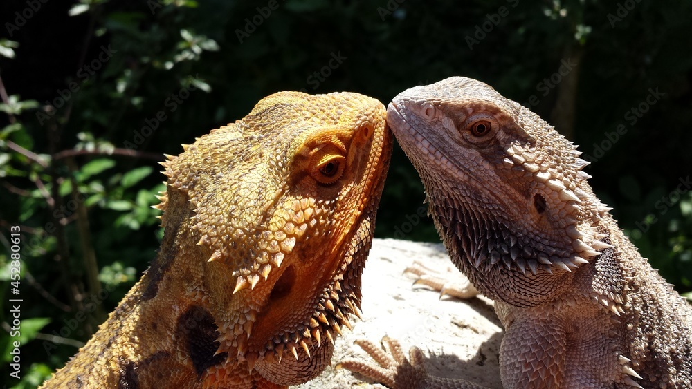 Lizard Kiss