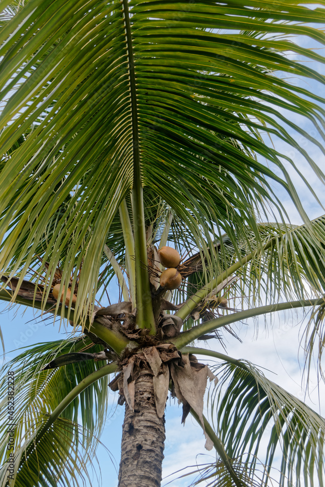 Cocotier et ses noix de coco en Guyane française Stock Photo | Adobe Stock