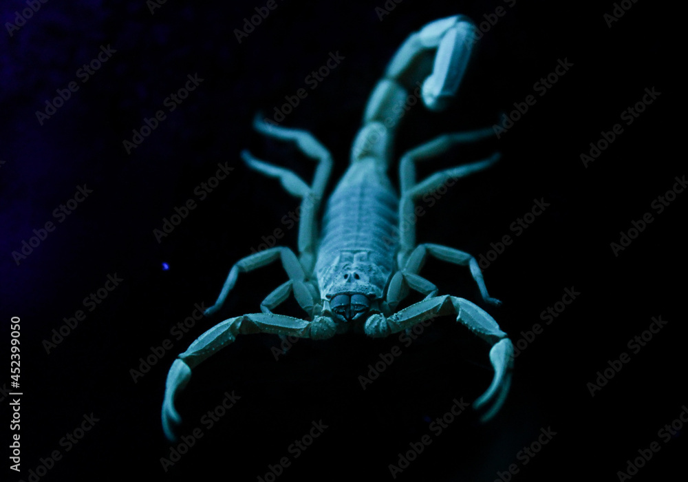 Scorpion Stock Photo | Adobe Stock