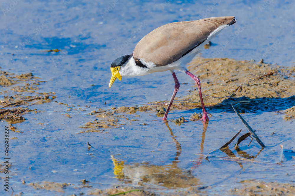 Masked Lapwing also known as a Plover bird hunting in the bay Stock ...