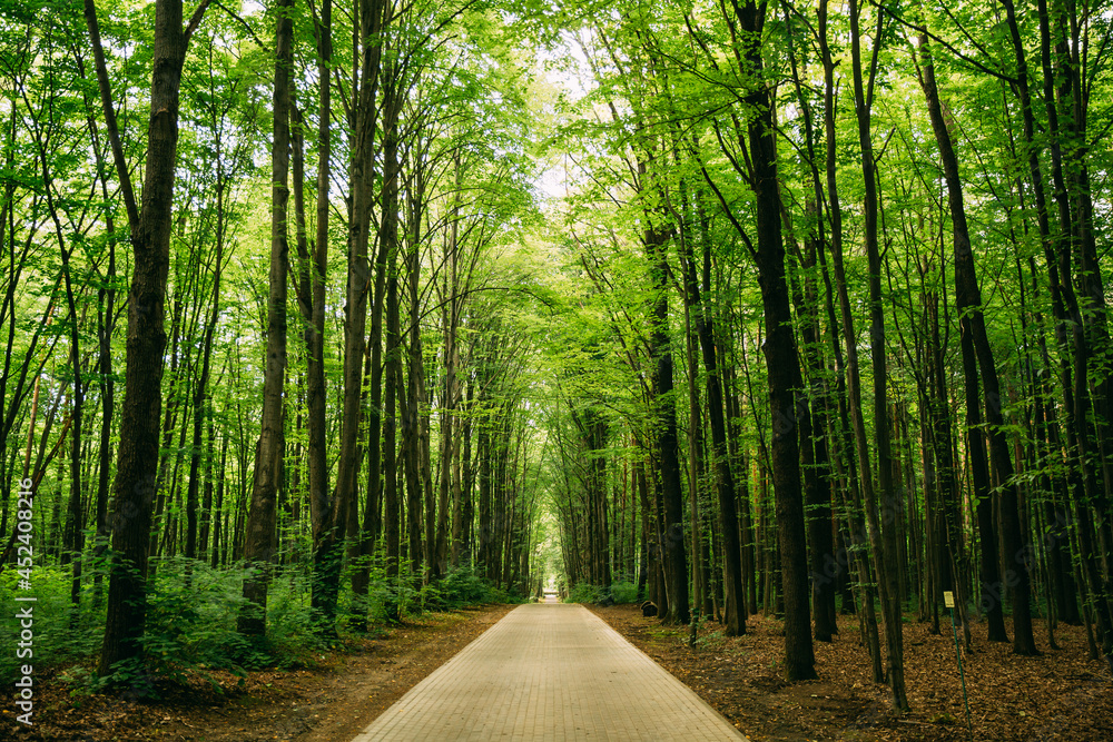 Walkway Lane Path With Through Tilia Cordata Trees In Forest. Beautiful ...
