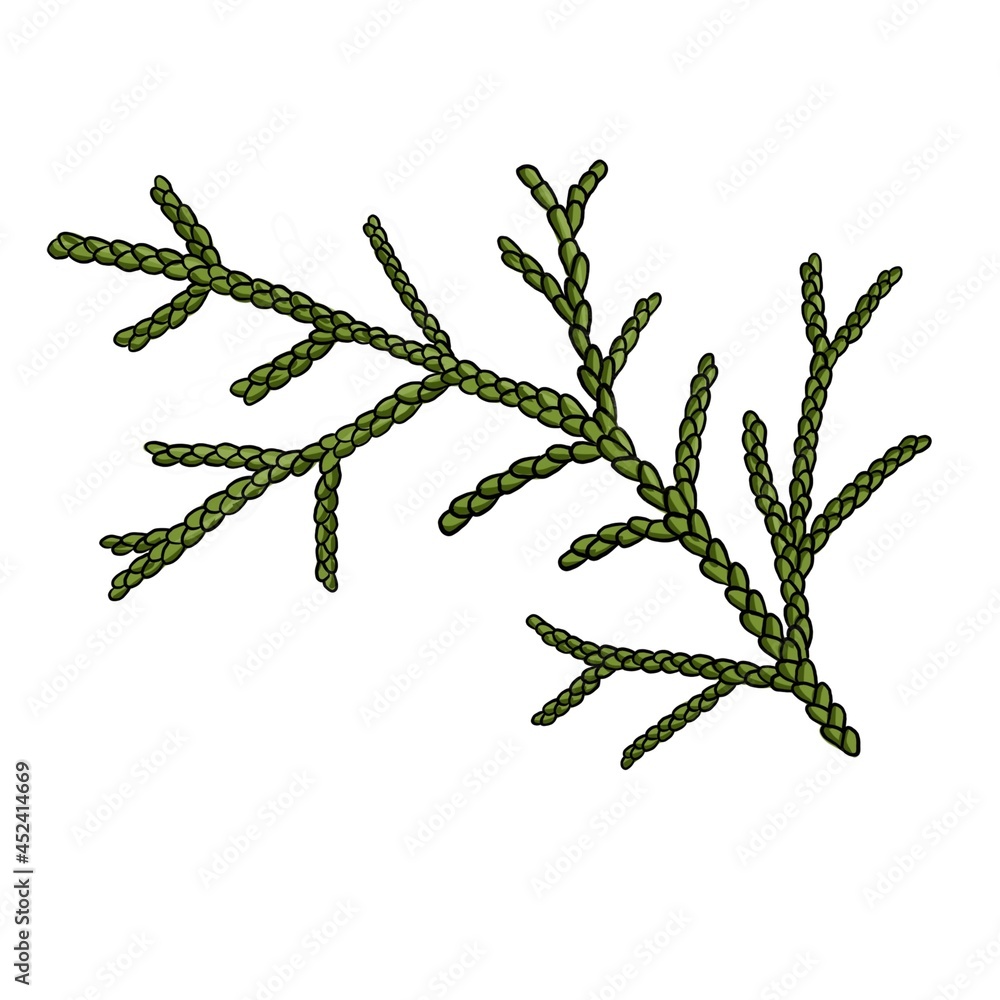 drawing branch of white cedar isolated at white background,Thuja ...