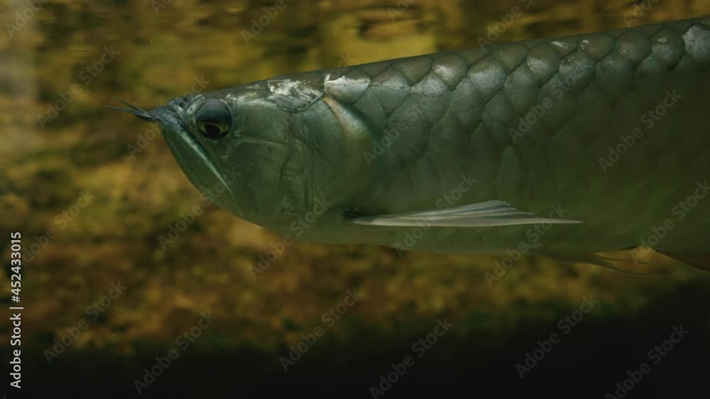 Vidéo Stock Asian Arowana Swimming Peacefully Underwater In Uminomori ...