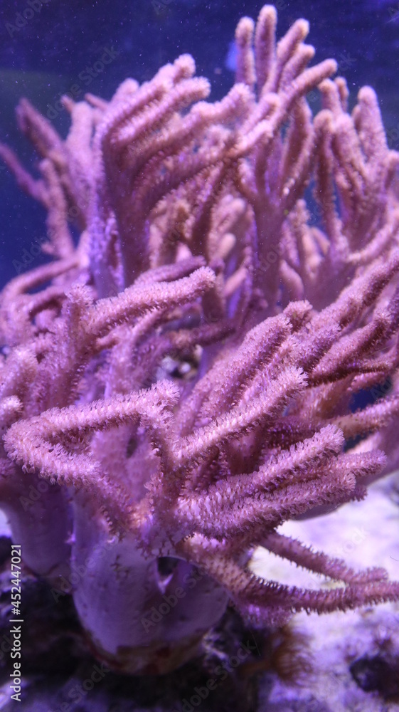 sea flowers are growing and blooming underwater world in the aquatic ...