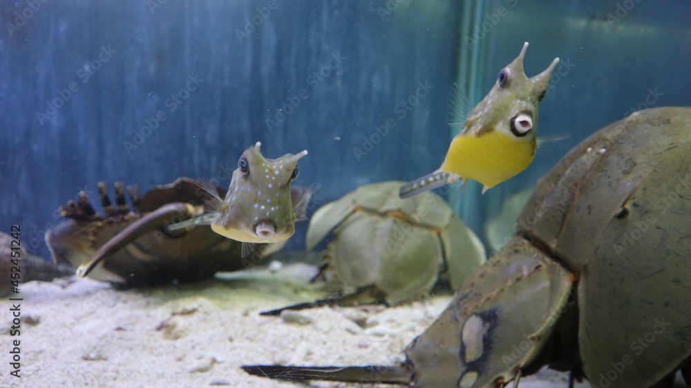 Horseshoe Crab and Long horned cowfish swimming in the aquarium tank ...