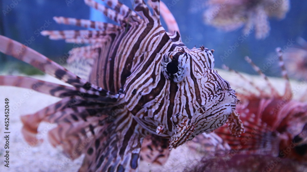 zebra fish is growing and swimming underwater world in the aquatic tank ...