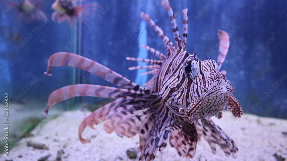 Foto de zebra fish is growing and swimming underwater world in the ...