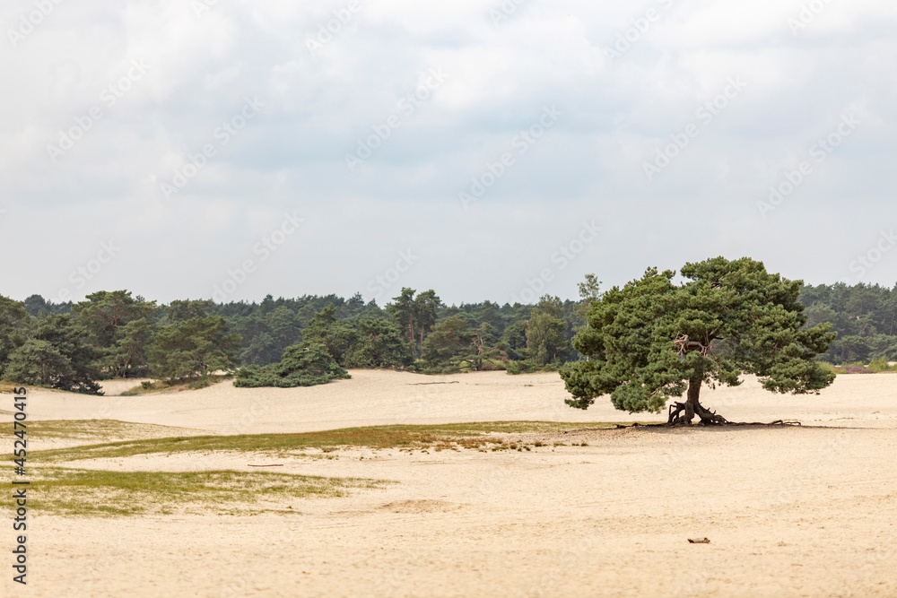 Dutch landscape with large solitary pine tree in the middle of the ...