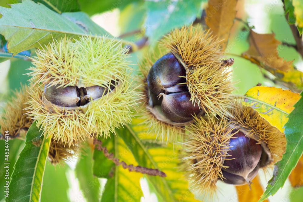 Chestnut in Australia. Chestnuts are a group of eight or nine species ...