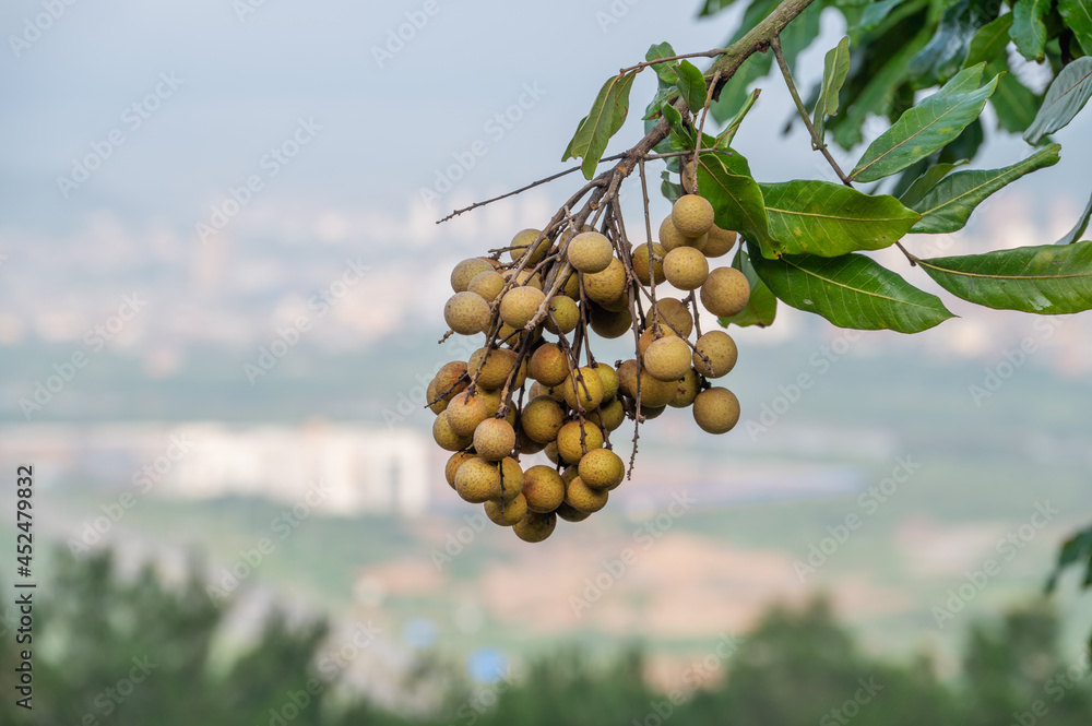 Longan Tree