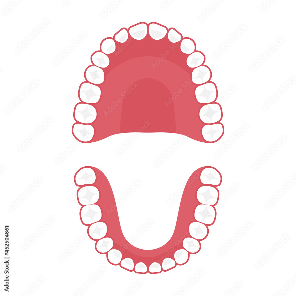 Teeth upper and lower jaw, vector tooth for dental clinic Stock Vector ...