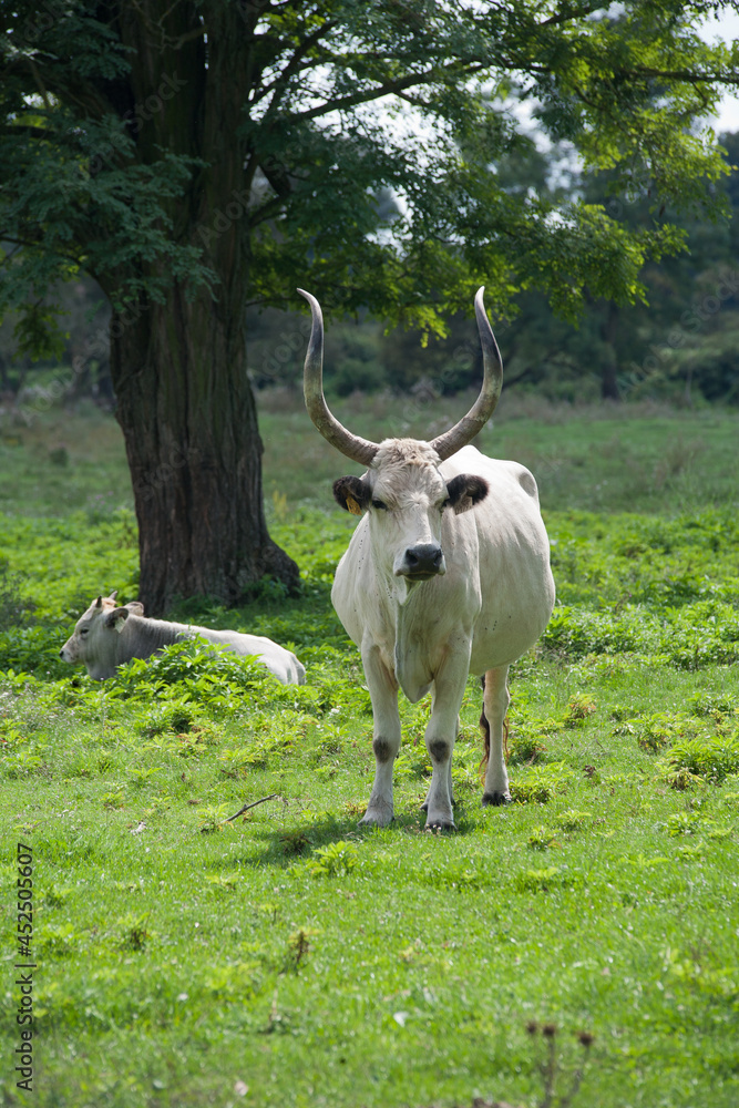 Hungarian Grey. Domesticated cattle breed. Ancient breed of domestic ...