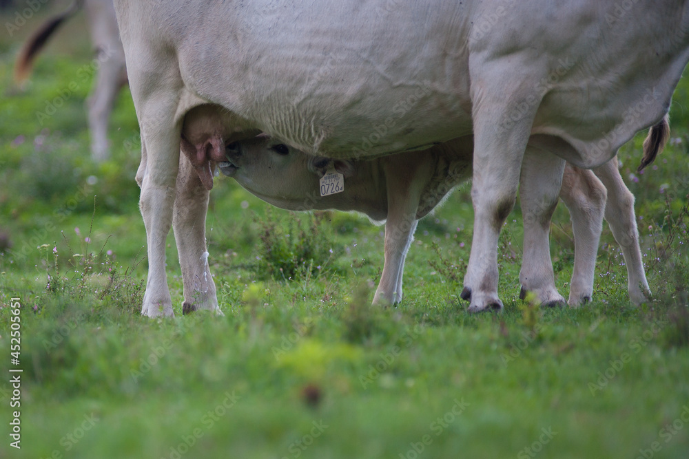 Hungarian Grey. Domesticated cattle breed. Ancient breed of domestic ...