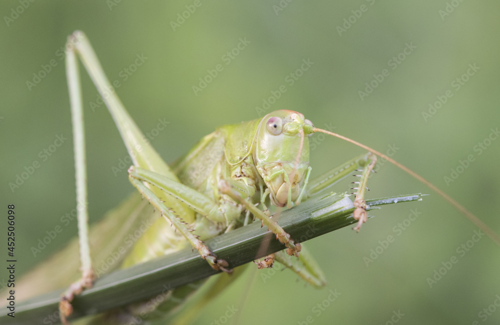 Size Of A Cricket Insect